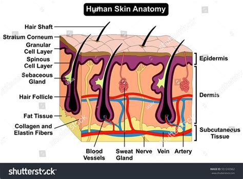 Layers Of Human Skin Diagram