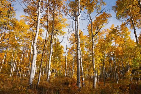Quaking Aspen Seed Grow Kit Lilyjanecolumbia
