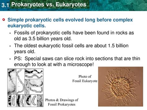 Prokaryotes Vs Eukaryotes Ppt Download