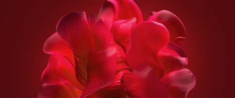 والپیپر رسمی ویندوز 11 با رنگ قرمز برای مانیتور اولترا واید اِم والپیپر