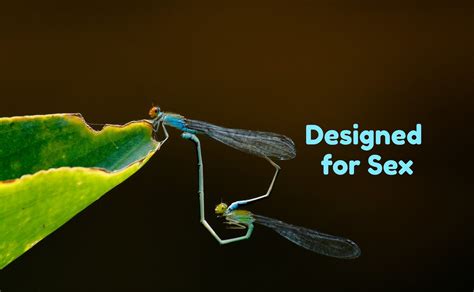 Designed For Sex The Faithful Wanderer