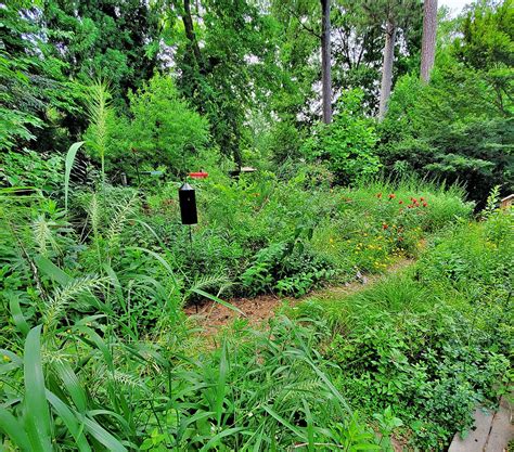 Nurturing A Firefly Habitat Also Helps Restore Nature
