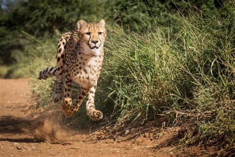 The Evolutionary Advantage Of Cheetahs Tear Marks