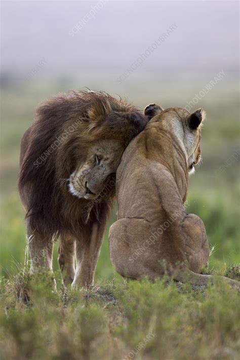 Lion Male Nuzzling Lioness Stock Image C0407509 Science Photo