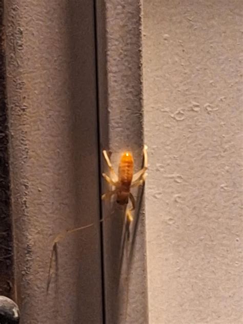 Translucent Bug R Whatsthisbug