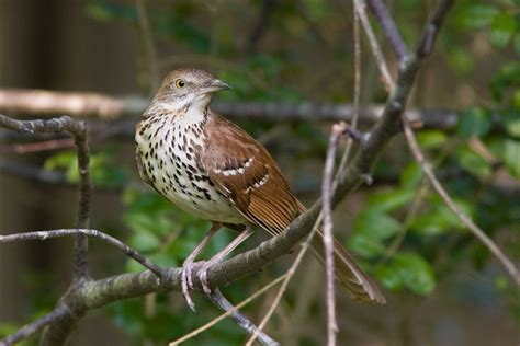 Brown Bird With White Spot On Back Detroit Chinatown