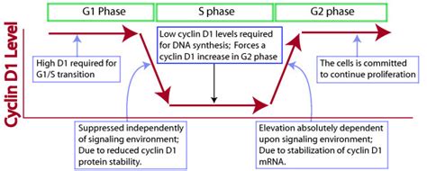 Diagram Of Cyclin D1 Expression Through The Cell Cycle The Bold Red