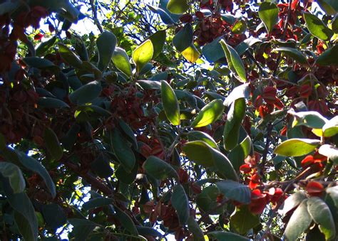 Red Seed Pods On A Green Tree Free Stock Photo Public Domain Pictures
