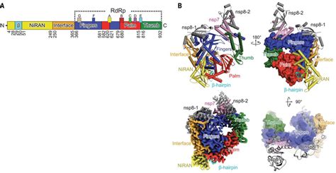 Sars Virus Structure