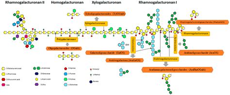 Chitosan And Pectin Hydrogels For Tissue Engineering And In Vitro Modeling
