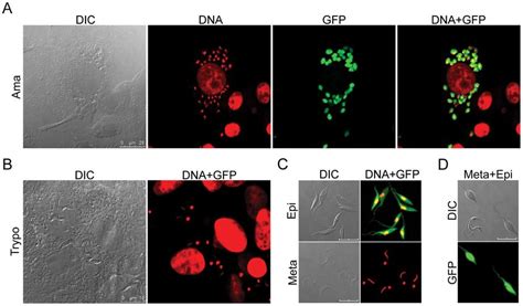 Fluorescence Confocal Microscopy Assessing Gfp Expression In Various