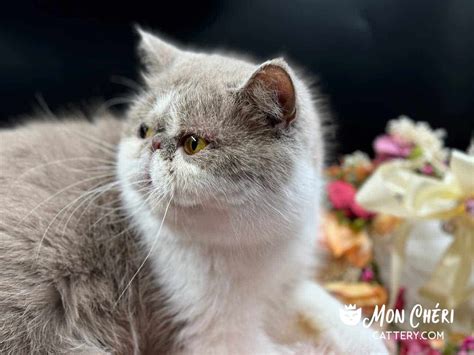 What Are Lilac Exotic Shorthairs A Guide To This Rare Color