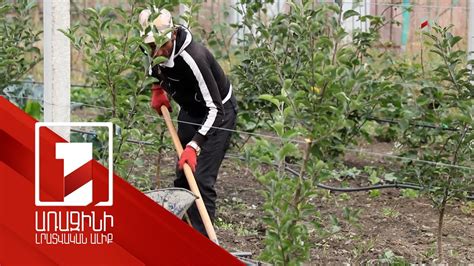 ՊՎԾ ն խախտումներ է հայտնաբերել ինտենսիվ պտղատու այգիների աջակցման ծրագրում Youtube