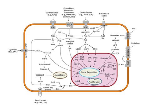 The Squirrels Nest Extracellular Matrix Vs Intracellular Pathway