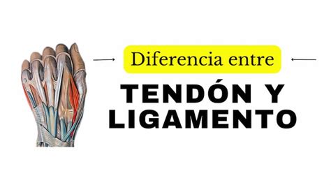 Tendón Vs Ligamento Diferencias Lesiones Y Recuperación Jl Fisios