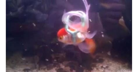 Рибка инвалид плува с жилетка