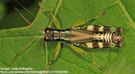 20 Types Of Grasshoppers With Pictures Identification Guide