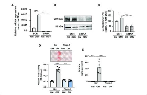 Piezo1 Knockdown Inhibits Yoda1 Induced Increase In Haosmcs Download Scientific Diagram
