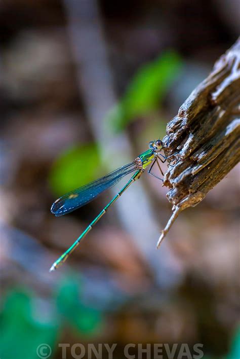 Tony Chevas Photographe Libelulle