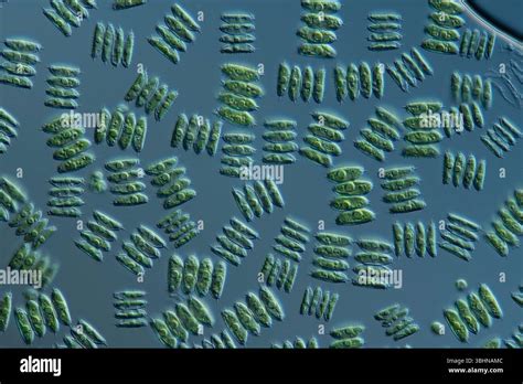 Differential Interference Contrast Dic Light Micrograph Of
