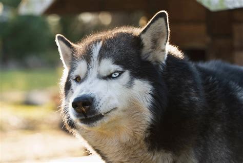 Омбудсмен Мишонова призвала доработать закон после нападения хаски на мальчика