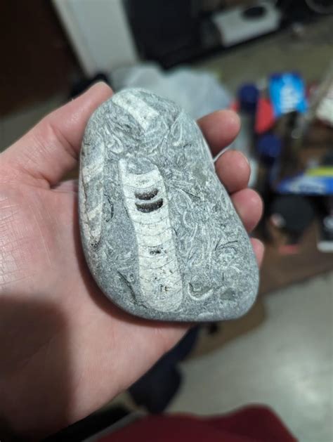 Beach Fossil R Fossilid