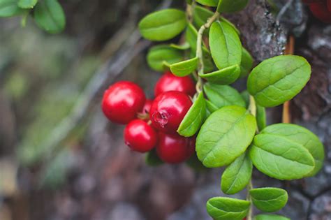 노르웨이 국경 근처 북부 스웨덴 라플란드 노르보텐 크랜베리 링곤베리 클라우드베리 블루베리 빌베리 등의 숲에서 열매를 수집하고 따기 하는 과정 크랜베리에 대한 스톡 사진 및