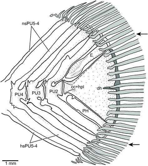 Caudal Skeleton In Lateral View Of Pseudorestias Lirimensis Gen Et Sp
