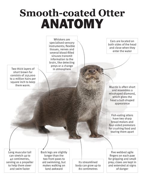 Understanding The Otters Of Singapore Underwater360