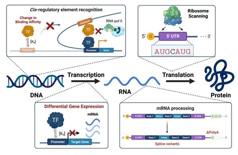 My Manuscript On Genetic Variants At Frontiers In Bioscience Scholar