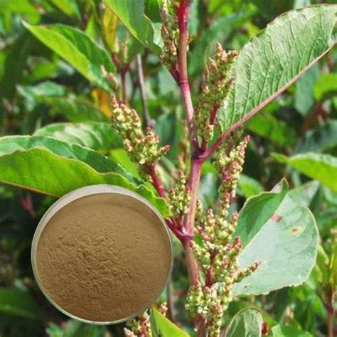 Benefits Of Polygonum Cuspidatum Extract For Men