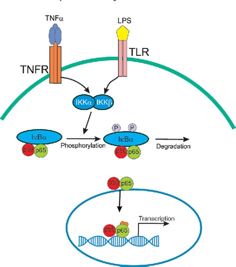 Figure 1 From Nuclear Translocation Of Rela In Stimulated Macrophages