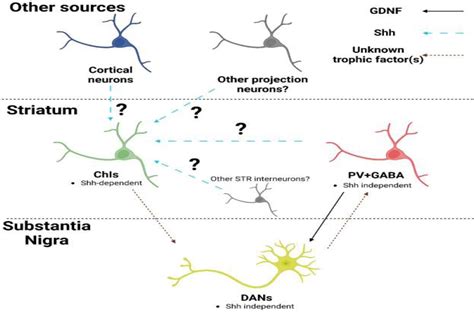 Neural Regeneration Research
