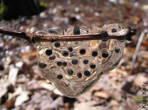 Egg Mass Identification In The Great Northern Forests