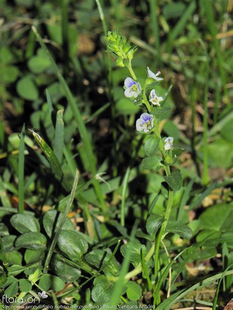 Veronica Serpyllifolia
