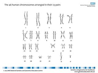 Explanation Of X Linked Inheritance Pptx Infertility Reproductive Health