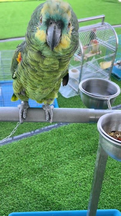 成精了 鹦鹉 神奇动物在抖音 亚马逊鹦鹉 Youtube