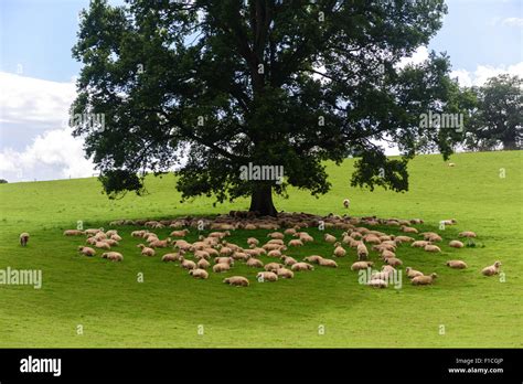Schatten Von Baum Fotos Und Bildmaterial In Hoher Auflösung Alamy