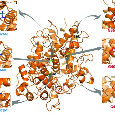 Structural Representation Of Some Key Missense Mutations Missense Download Scientific Diagram