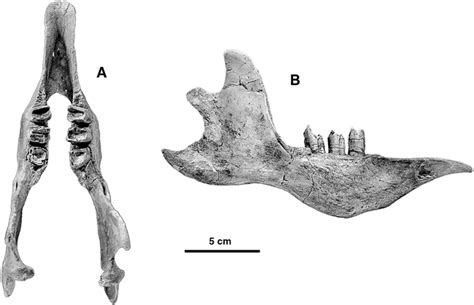 A New Early Species Of The Aquatic Sloth Thalassocnus Mammalia