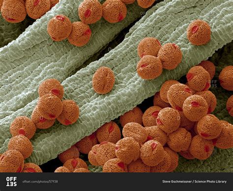 Bellflower Pollen Under A Color Scanning Electron Micrograph Of Pollen Grains From A Bellflower
