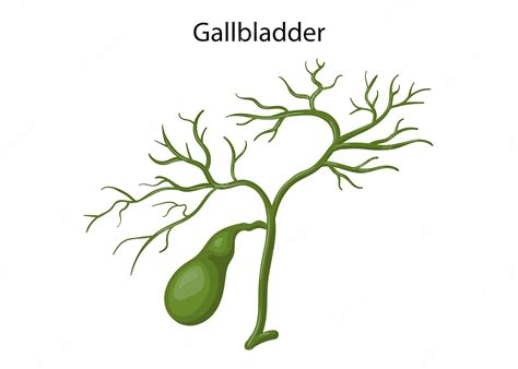 Premium Vector Gallbladder Human Digestive System For Anatomy Vector