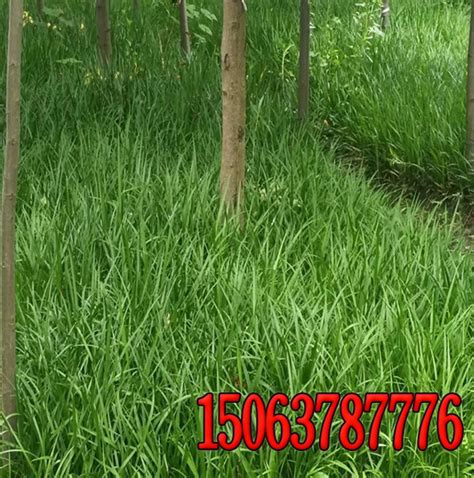绿化喷播草籽要整理用地麻 绿化草种 新闻中心 济宁百利鑫草业有限公司