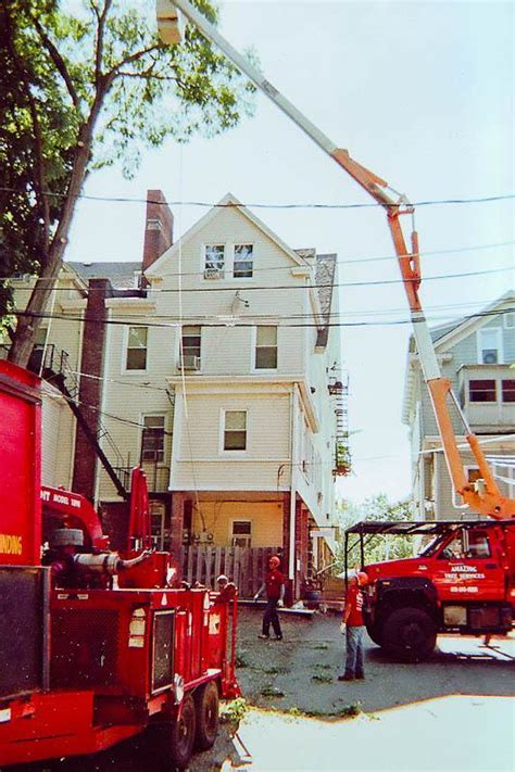 NJ Tree Services Gallery