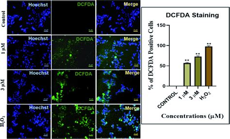 Reactive Oxygen Species Ros Assessment As A Measure Of Cellular Download Scientific Diagram