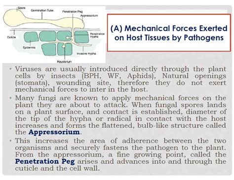 32 Host Pathogen Relationshippdf