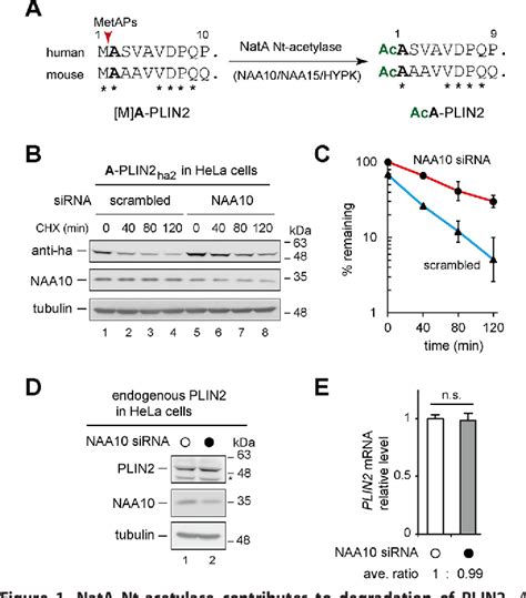 Figure 1 From N Terminal Acetylation And The N End Rule Pathway Control Degradation Of The Lipid