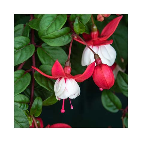 Trailing Fuchsia Sir Matt Busby Uk