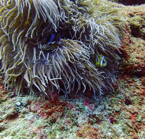 A Hidden Nemo Rpics