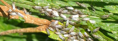 Chinch Bugs What Are They And How To Get Rid Of Them 58 Off